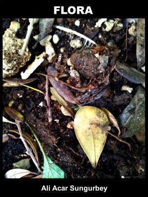 Smashwords – Flora