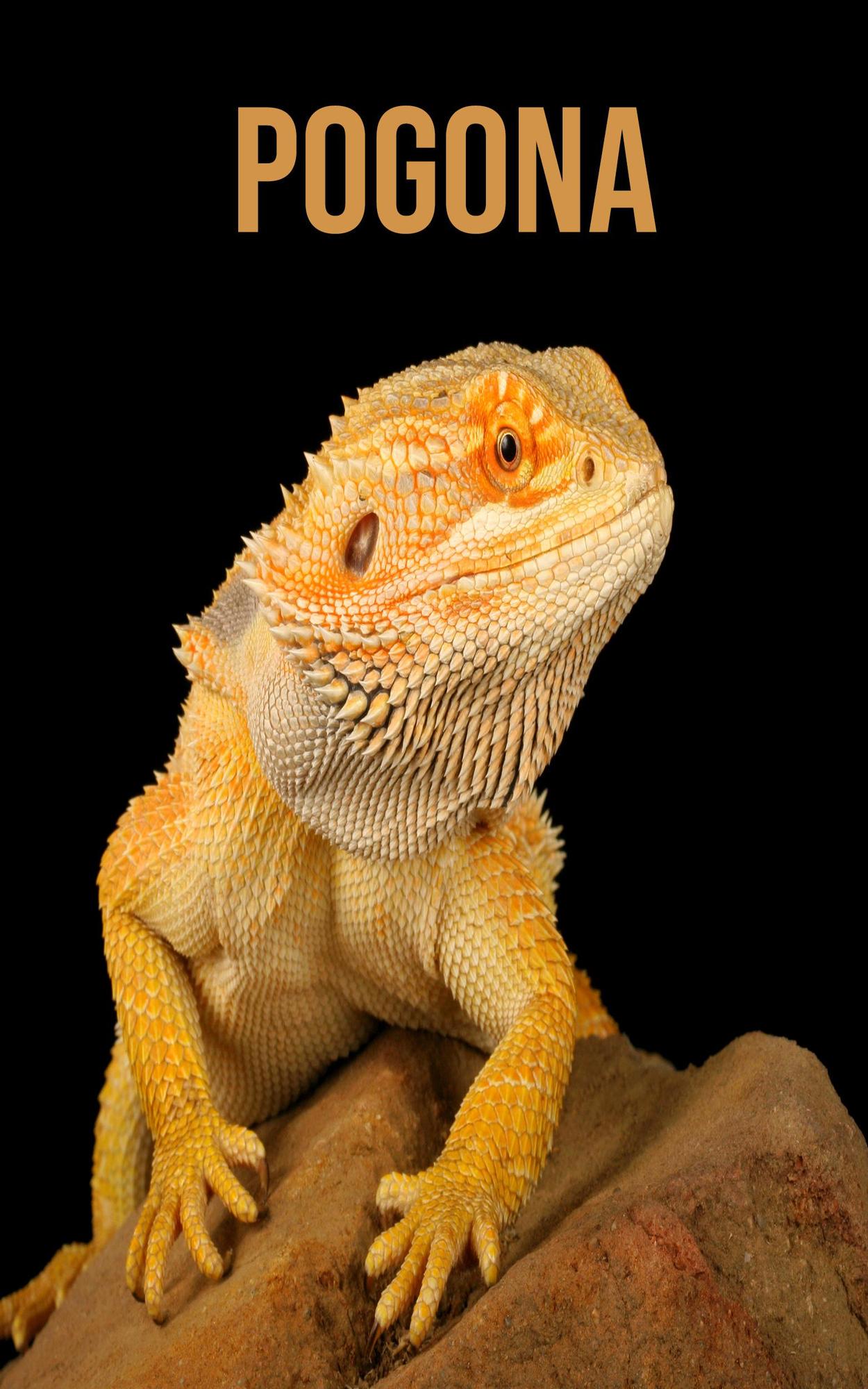 Smashwords – Pogona: Una guida per principianti alla proprietà del ...