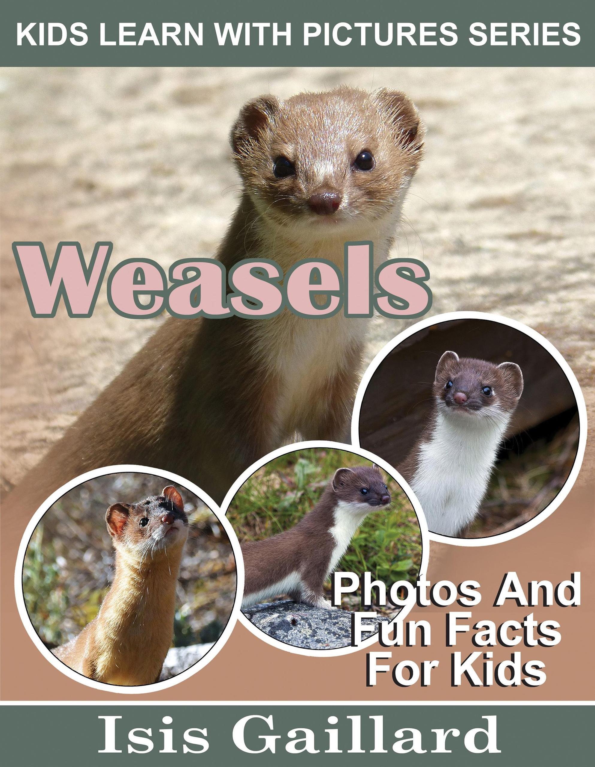 Smashwords – Weasels Photos and Fun Facts for Kids – a book by Tamarila ...