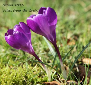 Smashwords – Voices from the Grain - Ostara 2013 – a book by Patrick ...