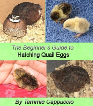 Smashwords – The Beginner's Guide to Hatching Quail Eggs – a book by ...